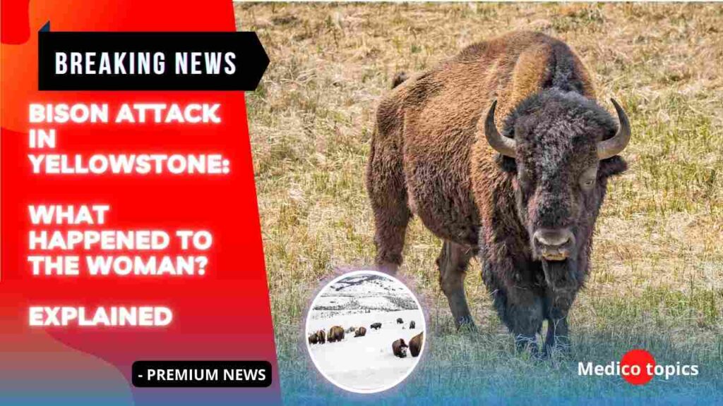 Bison Attack in Yellowstone: What happened to the woman? Explained
