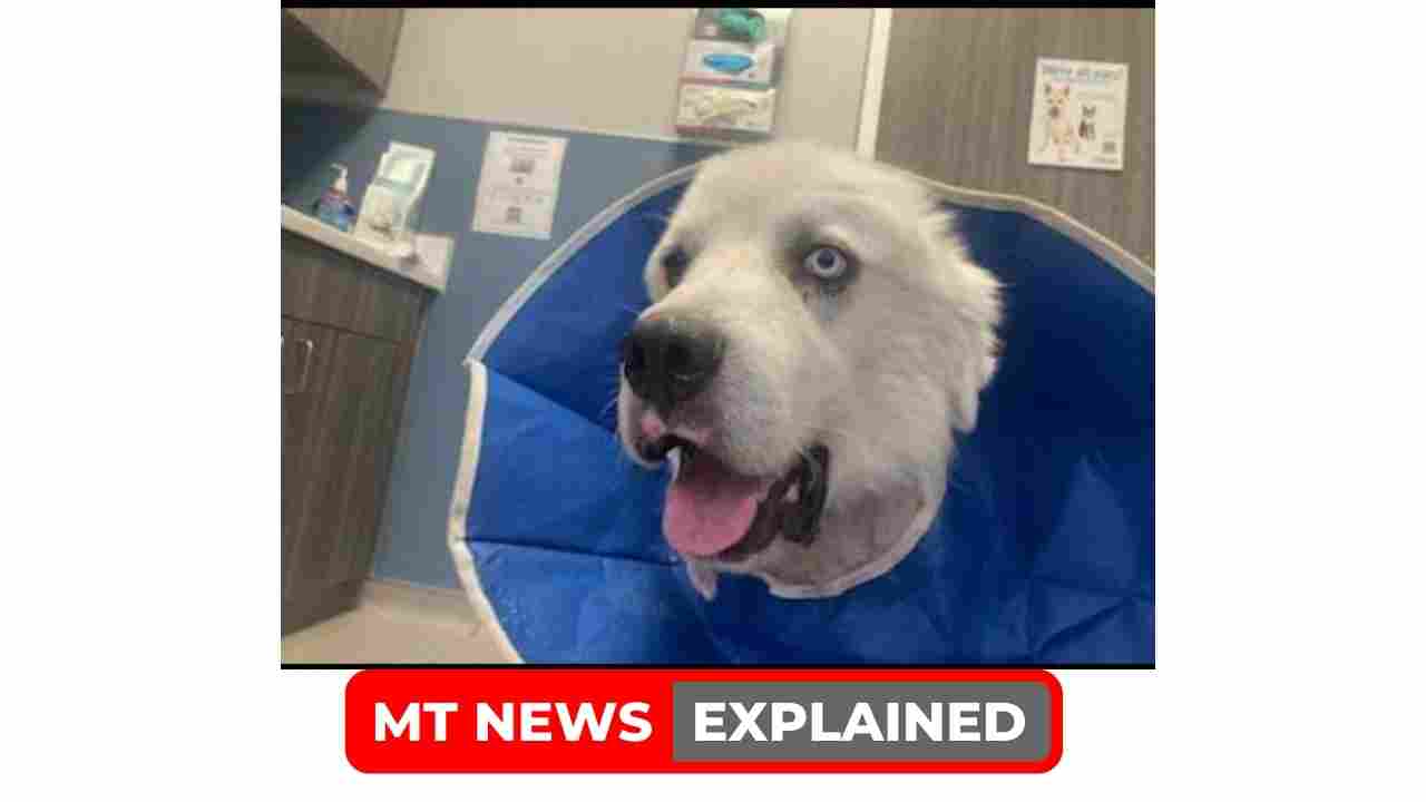 Who is Casper? Meet the Georgia Sheepdog kills 8 coyotes to save sheep